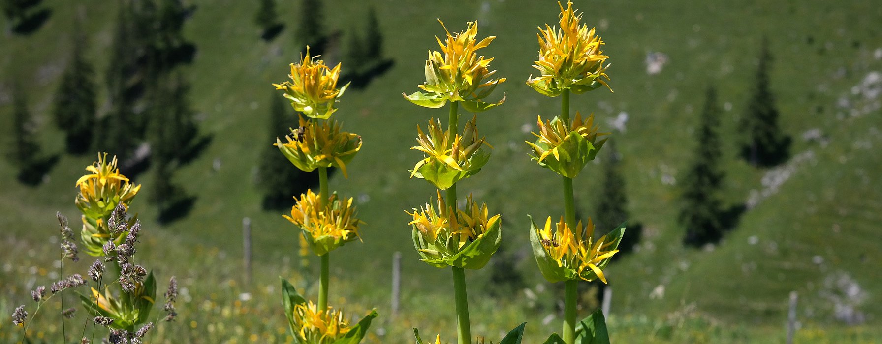 Mit tehet a sárga tárnics, a cikória, a keserűanyag