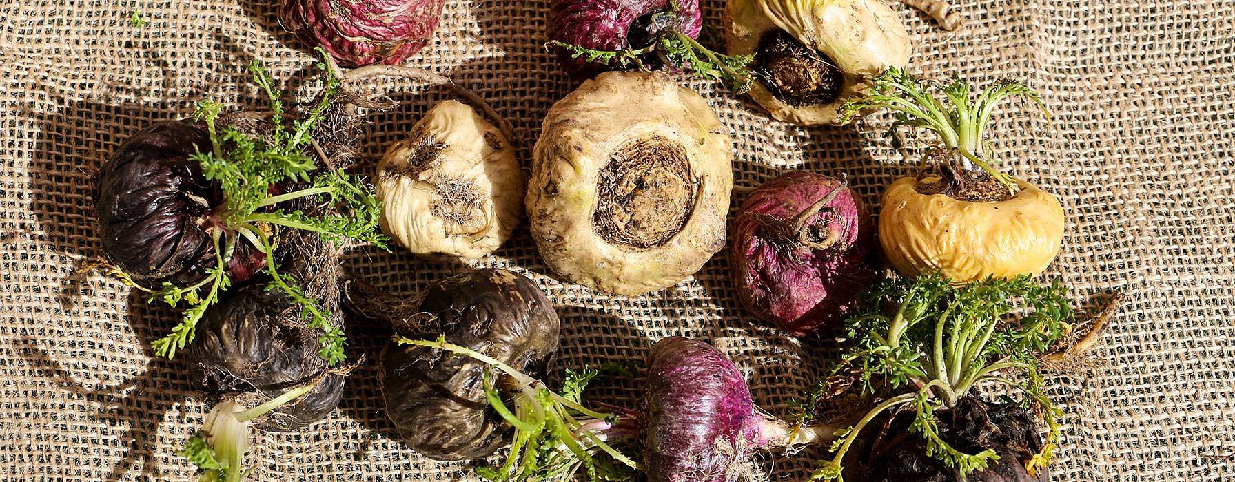 Maca – élénkítő és regeneráló