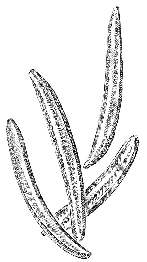 Botanikai profil: a rozmaring