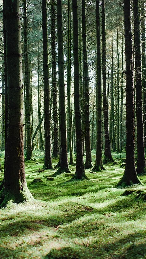 Hogyan kapcsolhat össze minket a fák illata ismét a