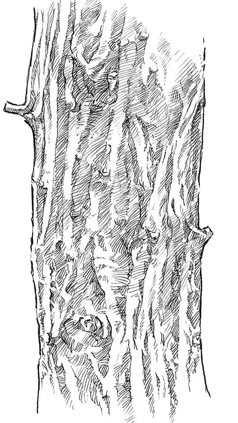 A fűzfakéreg kivonatát a Weleda natúrkozmetikumok ö