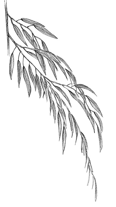 A fűzfakéreg kivonatát a Weleda natúrkozmetikumok ö